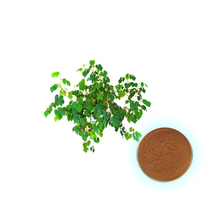 The Therapeutic Effect Of Cissus Quadrangularis Extract The Therapeutic Effect Of Cissus Quadrangularis Extract